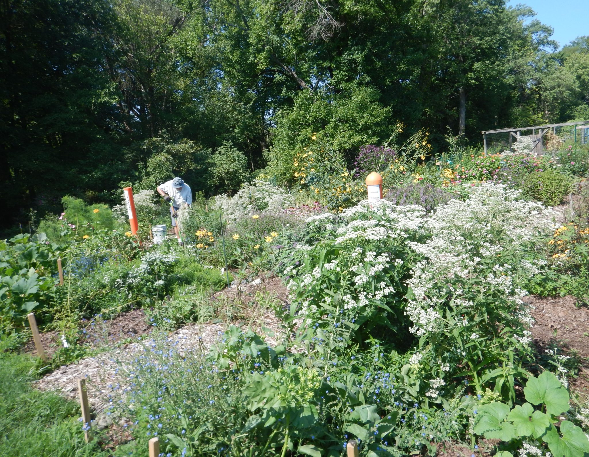 HM Native Plant & Pollinator Garden Information : Hersheys Mill - Free ...